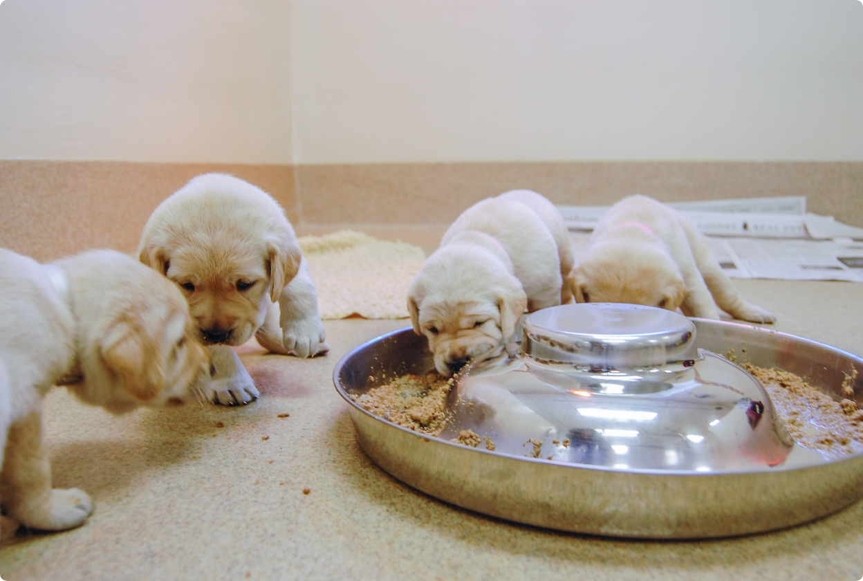 Get Involved - Guiding Eyes for the Blind