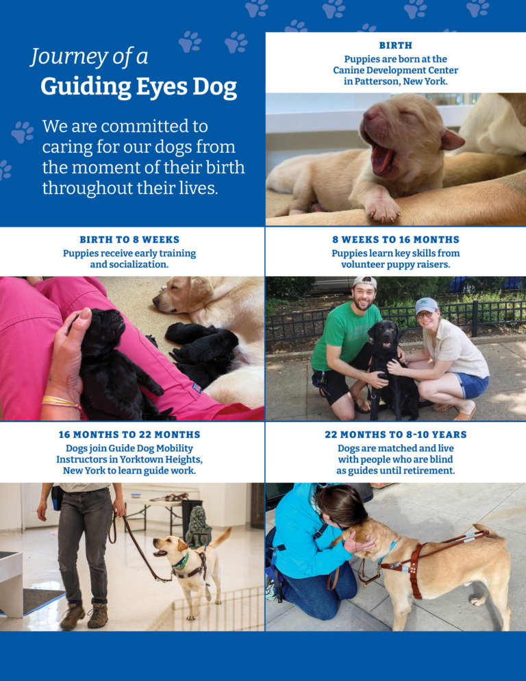 Journey of a Guide Dog - Guiding Eyes for the Blind