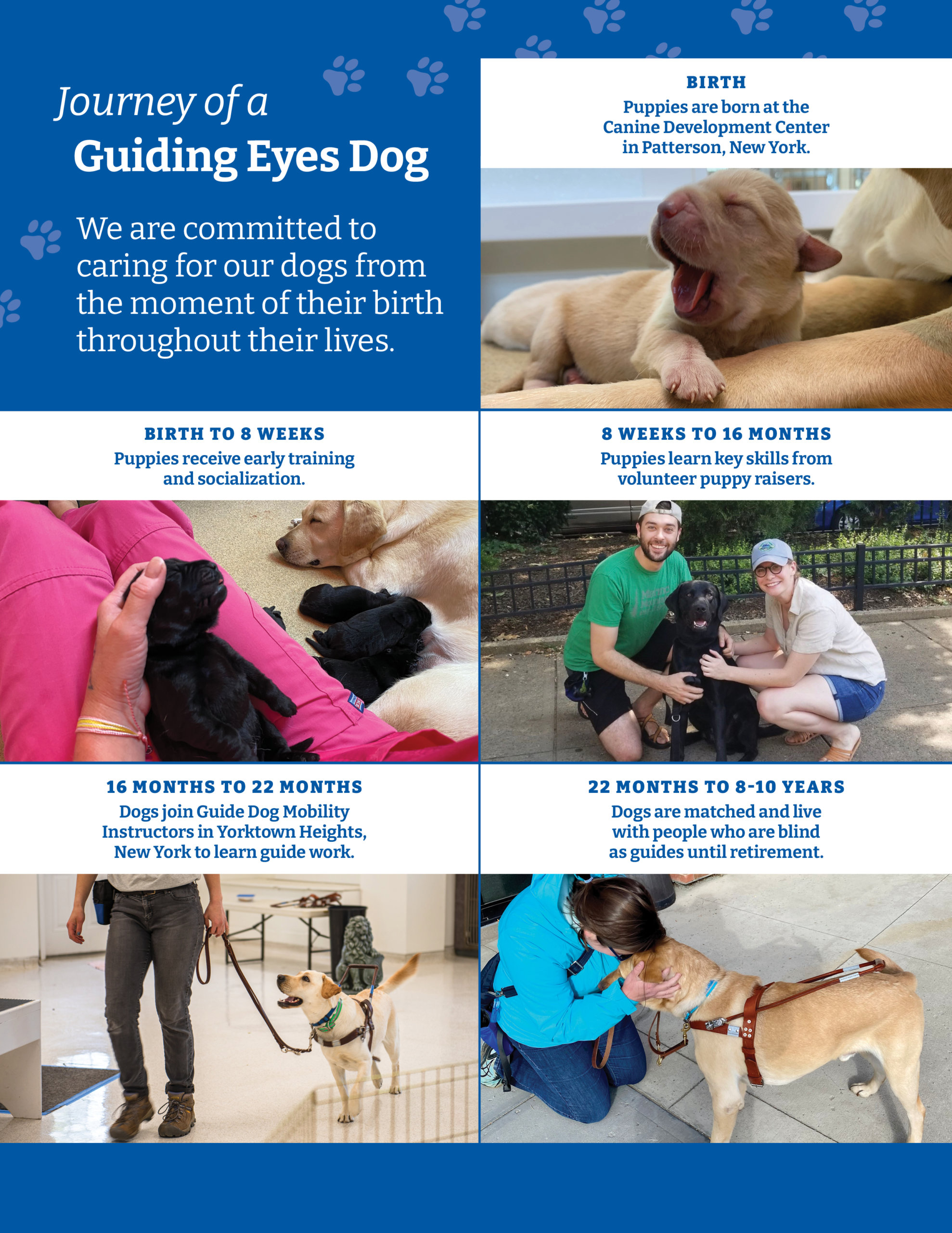 Journey of a Guide Dog - Guiding Eyes for the Blind