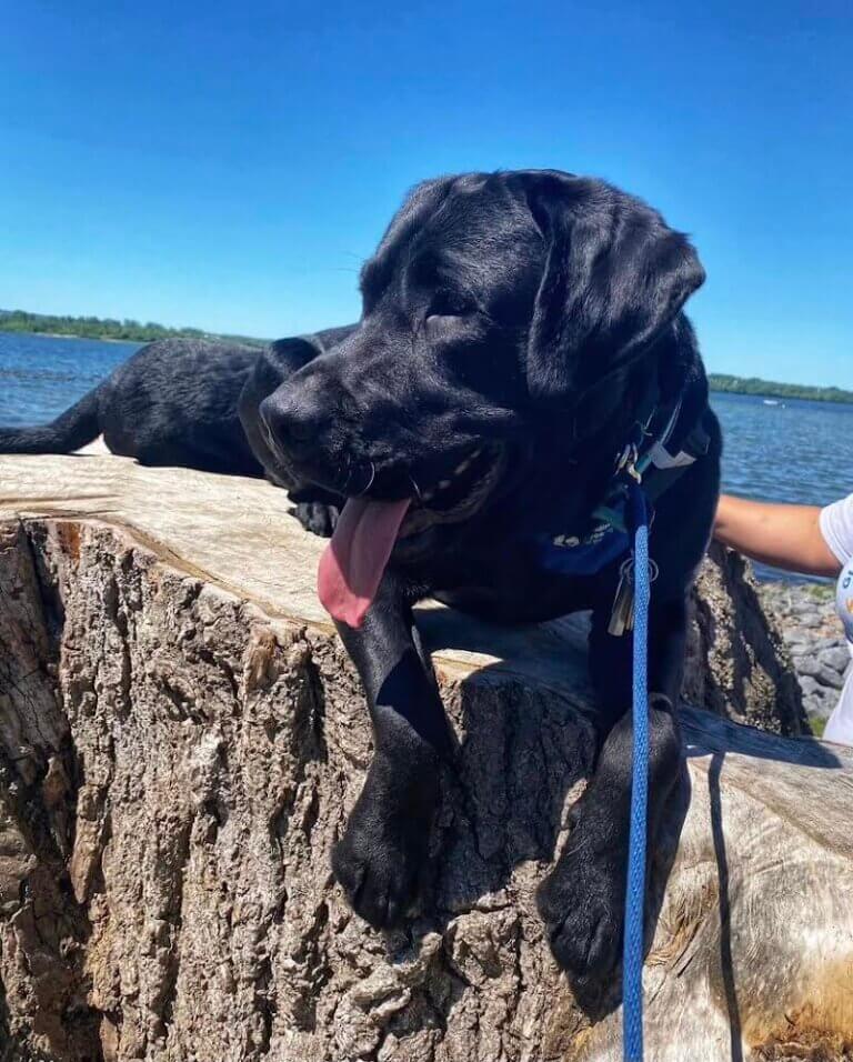 Sarah and Sully - Guiding Eyes for the Blind