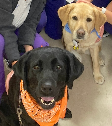 Gucci & Fendi: Pups Making Their Mark - Guiding Eyes for the Blind