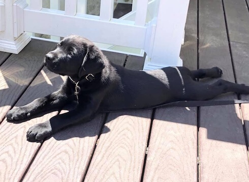 Raising Ralphie - a Podcast - Guiding Eyes for the Blind