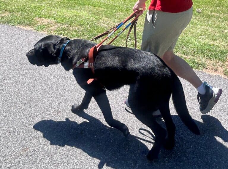 Guide Dog Frank - Guiding Eyes for the Blind