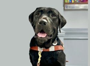 Homepage - Guiding Eyes for the Blind