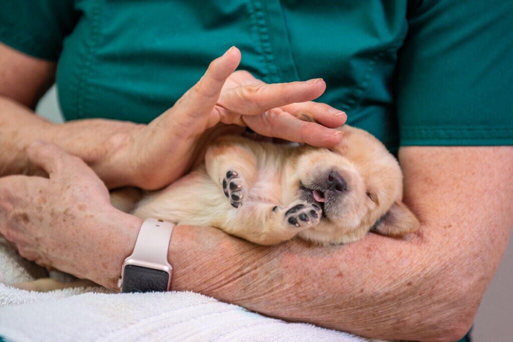 10 Expert Tips to Strengthen the Bond with Your Dog - Guiding Eyes for ...