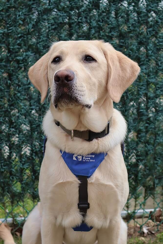 Michelle and Albert - Guiding Eyes for the Blind