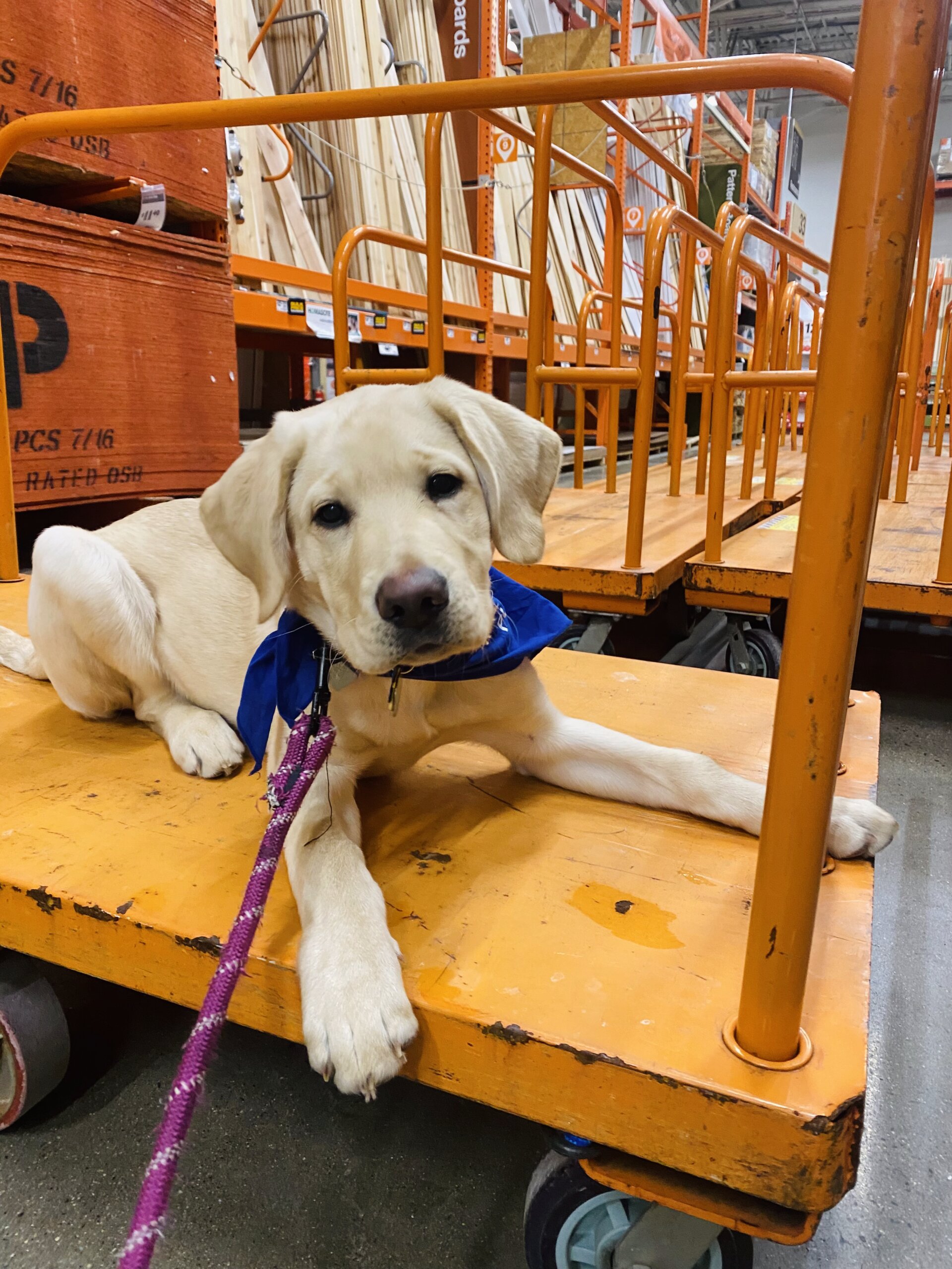 Kevin and Landon - Guiding Eyes for the Blind