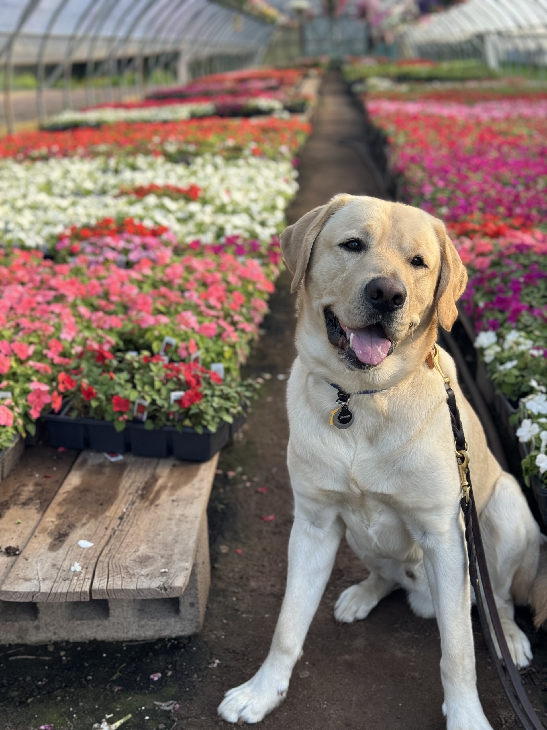 Kevin and Landon - Guiding Eyes for the Blind