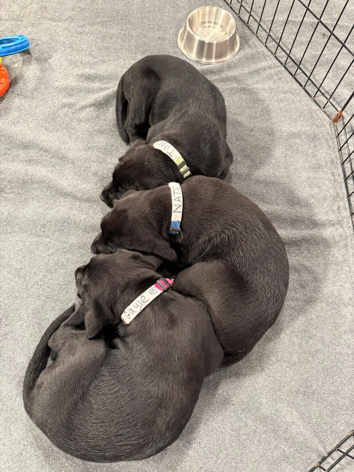 National Guide Dog Month: Puppies Named for Anchors of CBS Mornings ...
