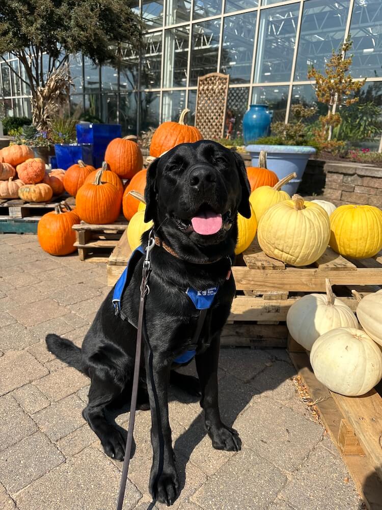 Lilith and Jax - Guiding Eyes for the Blind