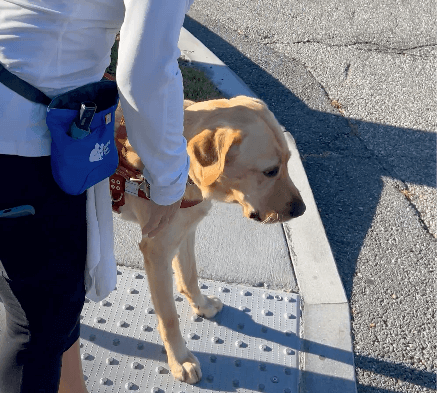 Guide Dog Filbert - Guiding Eyes for the Blind