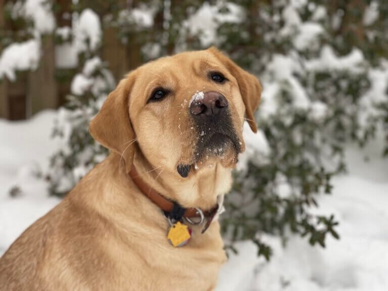 Guide Dog Filbert - Guiding Eyes for the Blind