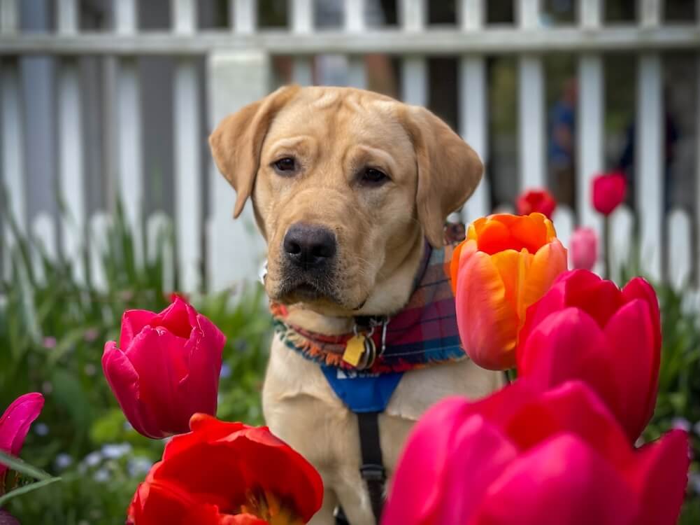 Guide Dog Filbert - Guiding Eyes for the Blind